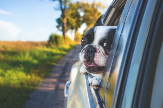 Moving with A Dog: A Complete Guide To Doggy Happiness | Neighbor
