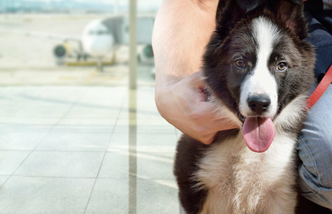 Flying With a Large Dog: Airplane Travel Tips For Big Dogs