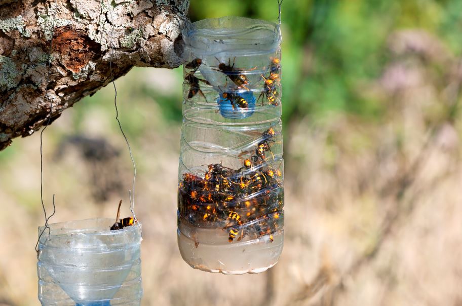 The Complete Guide to How to Get Rid of Wasps - Neighbor Blog