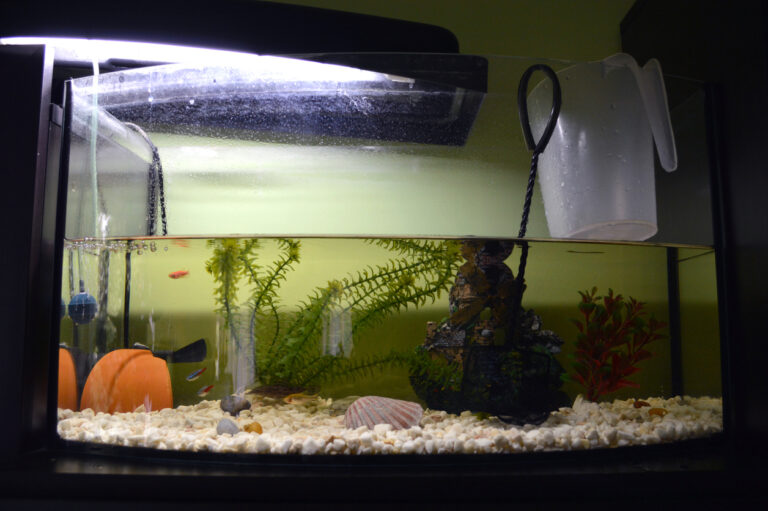How to Move a Fish Tank and Your Pet Fish - Neighbor Blog