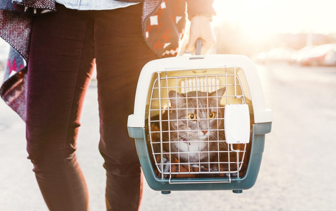How to Move With a Cat to a New Home - Neighbor Blog