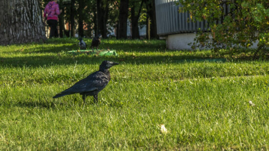 How to Get Rid of Crows for Good - Neighbor Blog