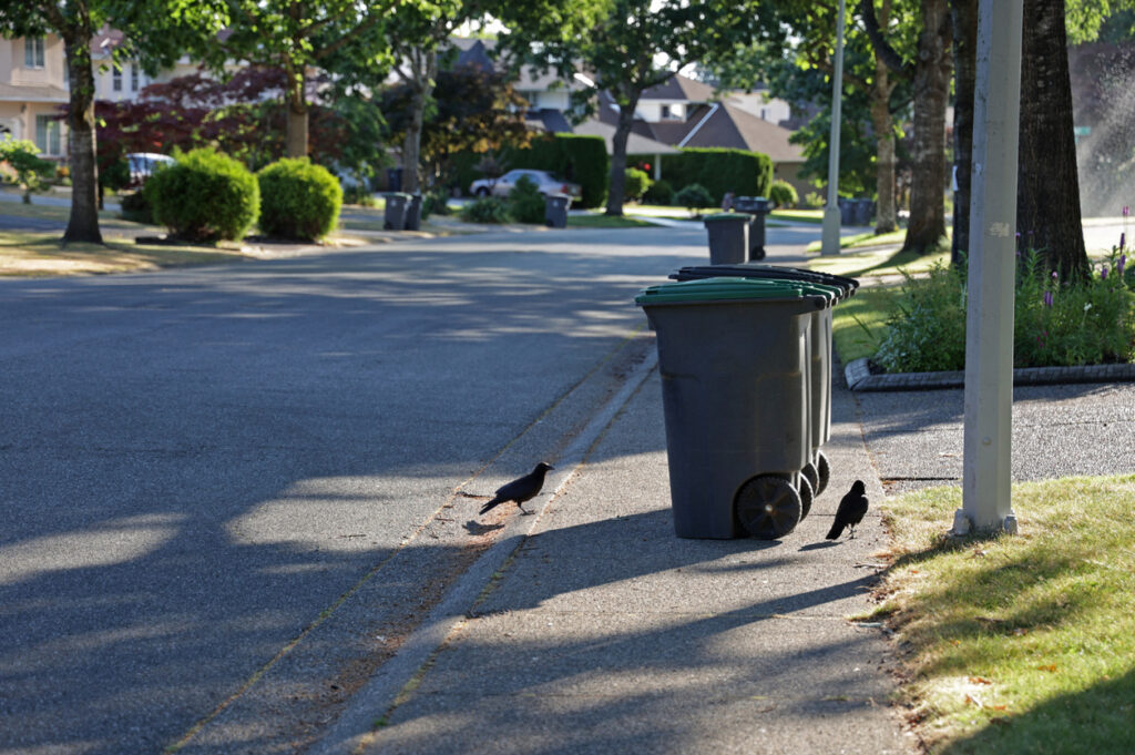 How to Get Rid of Crows for Good - Neighbor Blog