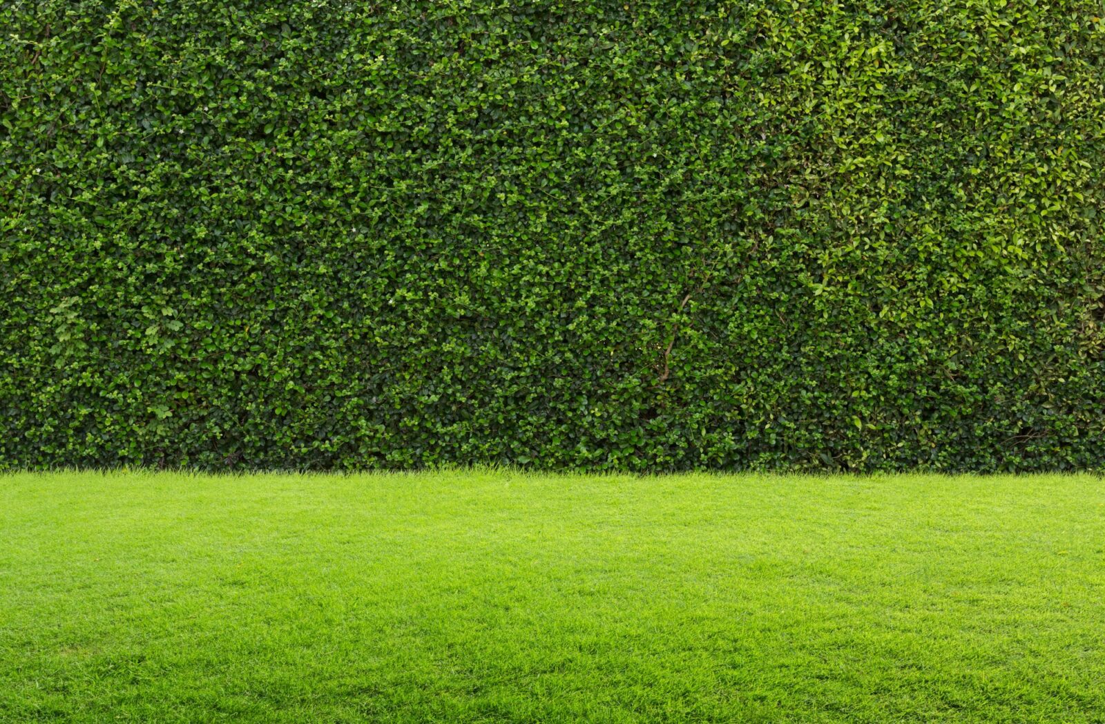 The Pros & Cons of Parking a Car on Grass - Neighbor Blog