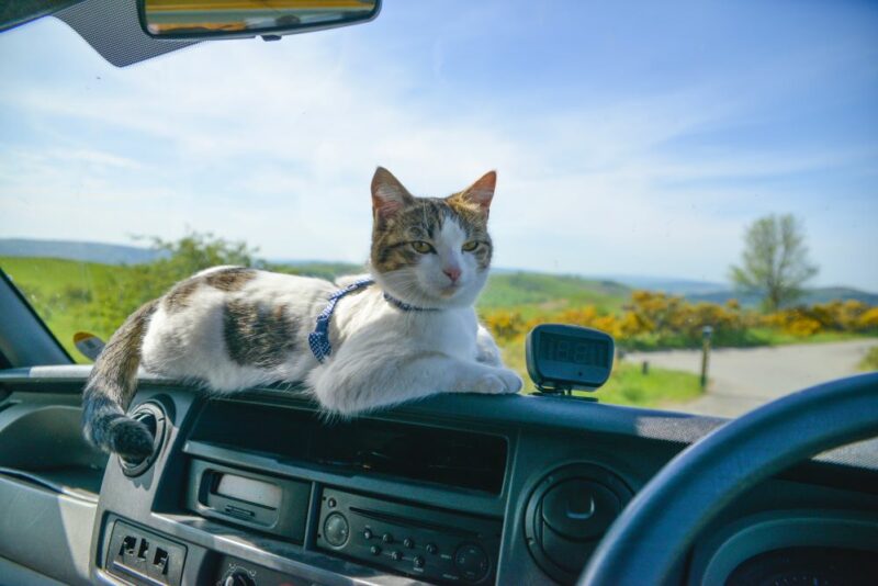The Ultimate Guide to RVing With Cats - Neighbor Blog